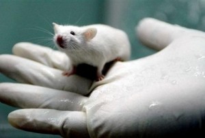 rats | Le Quotidien