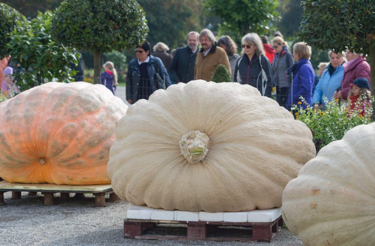 Un Belge bat le record du monde de la plus grosse citrouille | Le Quotidien
