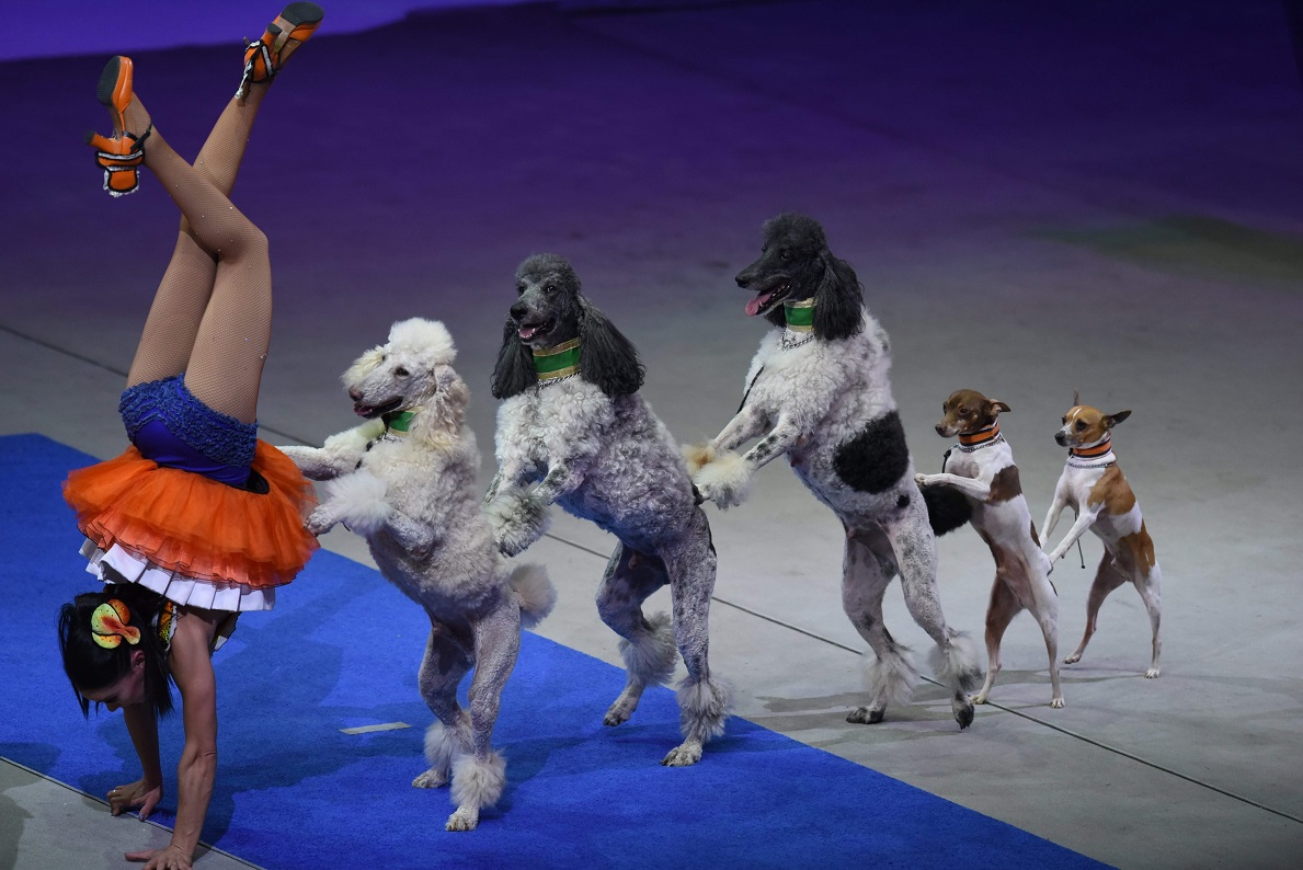 Le cirque Barnum, un dernier tour de piste et puis s’en va | Le Quotidien