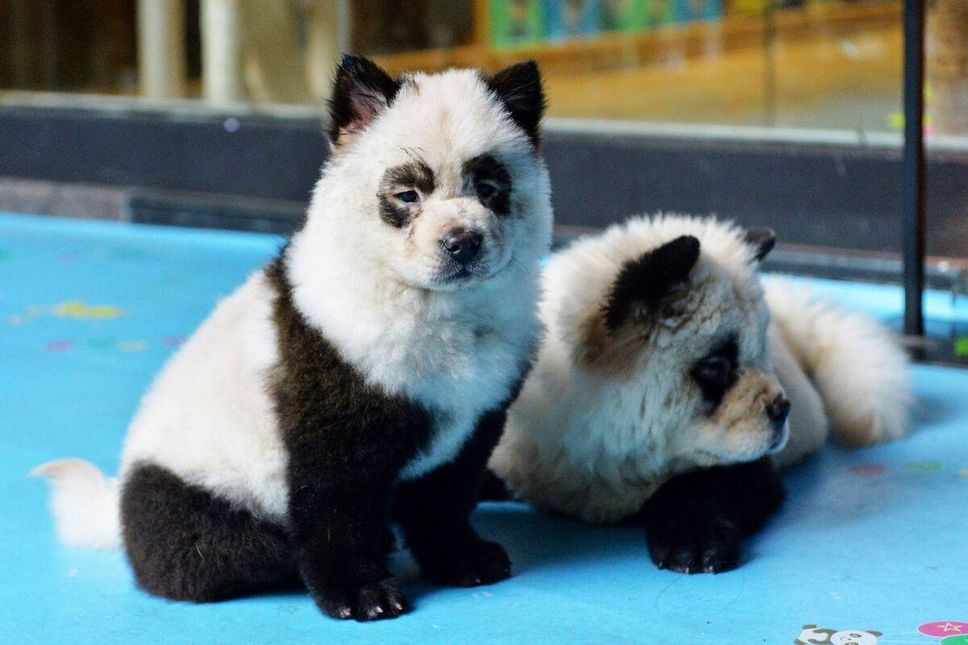 chien panda chine | Le Quotidien