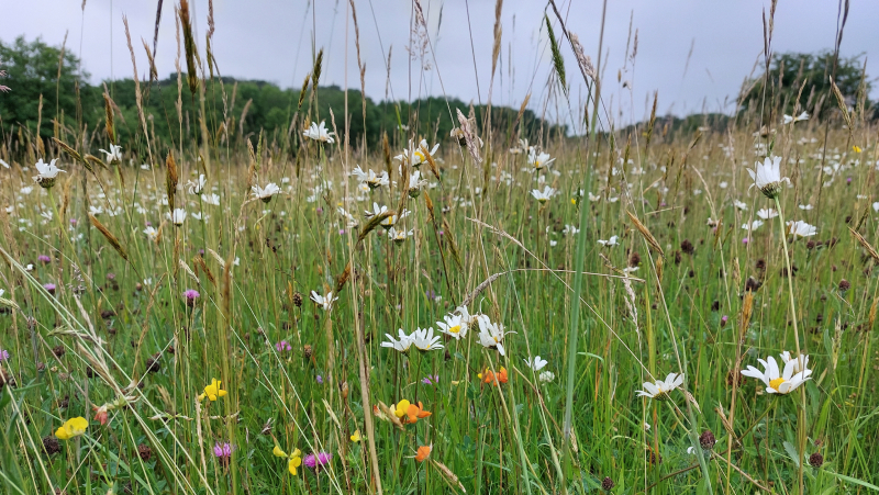 Des prairies riches en espèces à Dippach | Le Quotidien